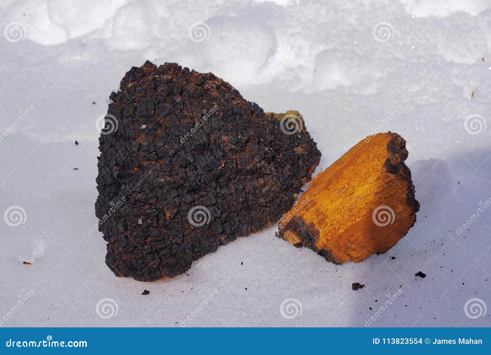 Chaga Mushroom Chunks Drying in the Snow Stock Photo - Image of flora ...