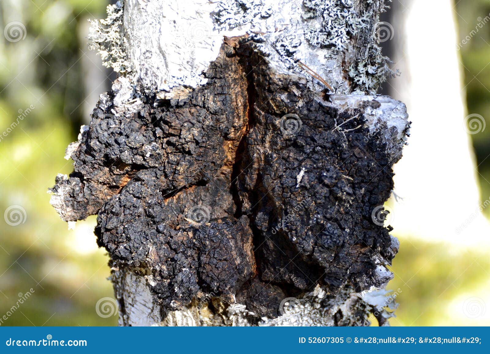 Chaga stock image. Image of medicine, natural, birch - 52607305