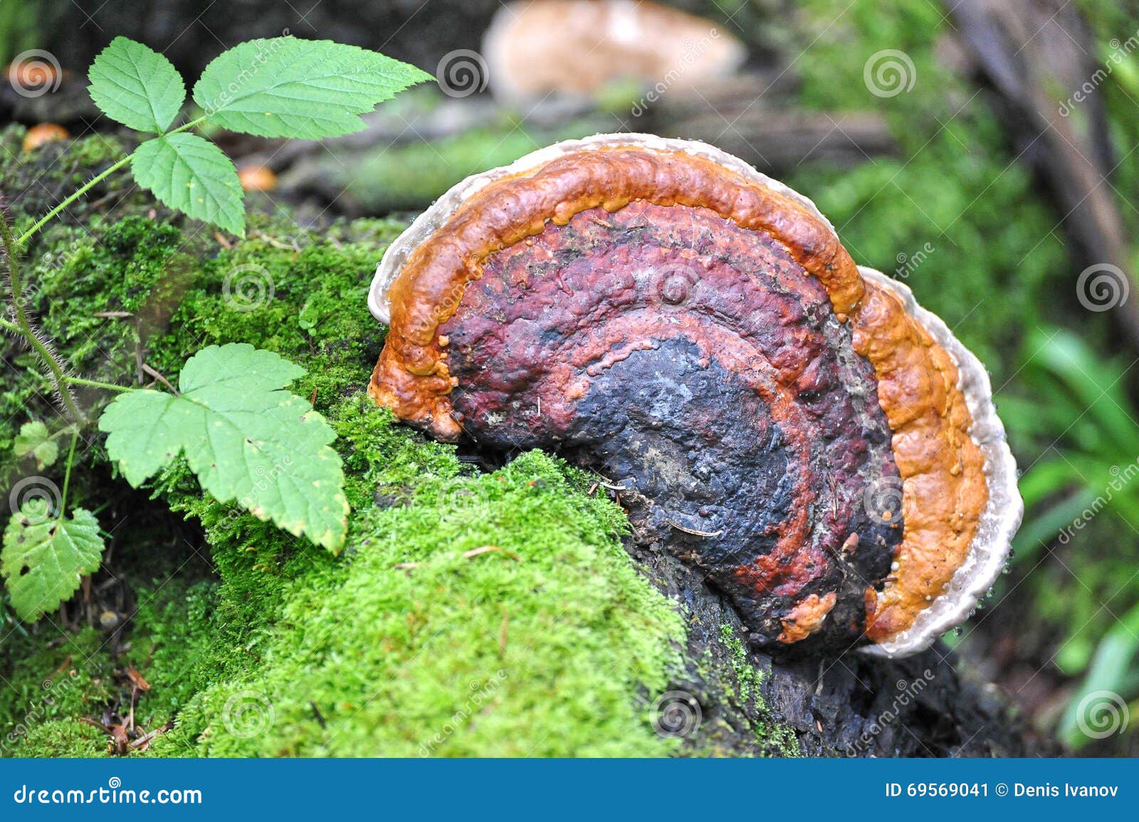 Chaga, a mushroom stock image. Image of forest, nature - 69569041