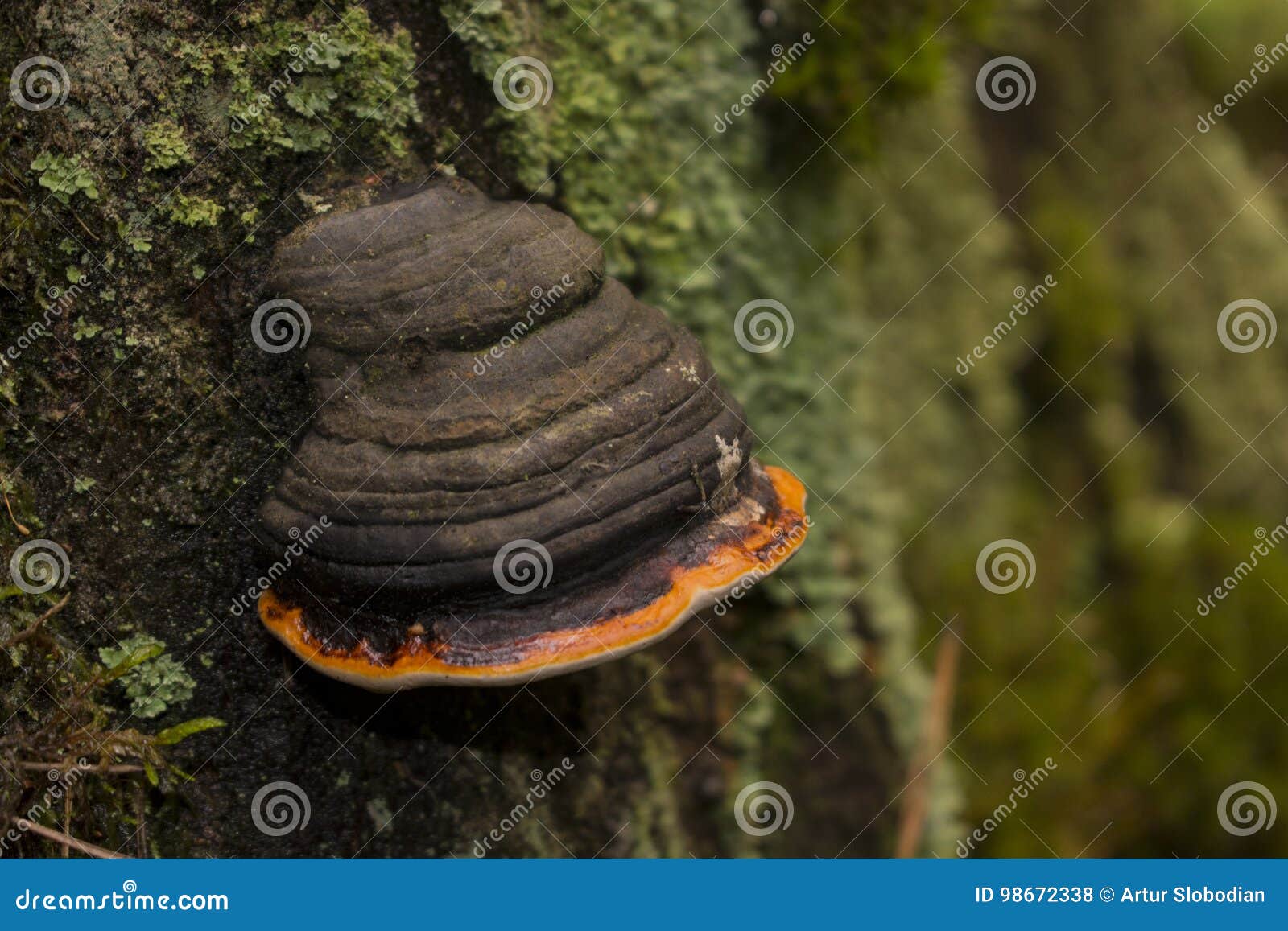 Chaga Tea Mushroom From Birch Tree Using For Healing Tea Or Coffee In ...