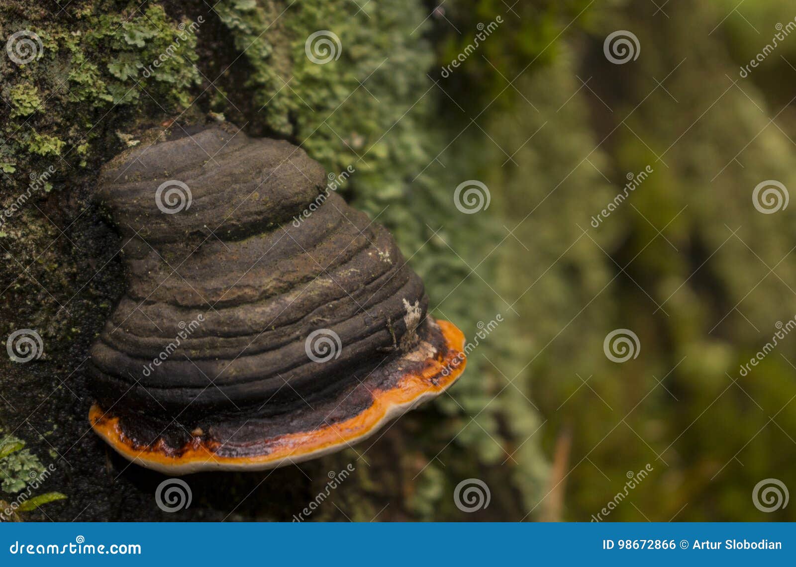 Chaga mushroom on the tree stock photo. Image of outdoor - 98672866