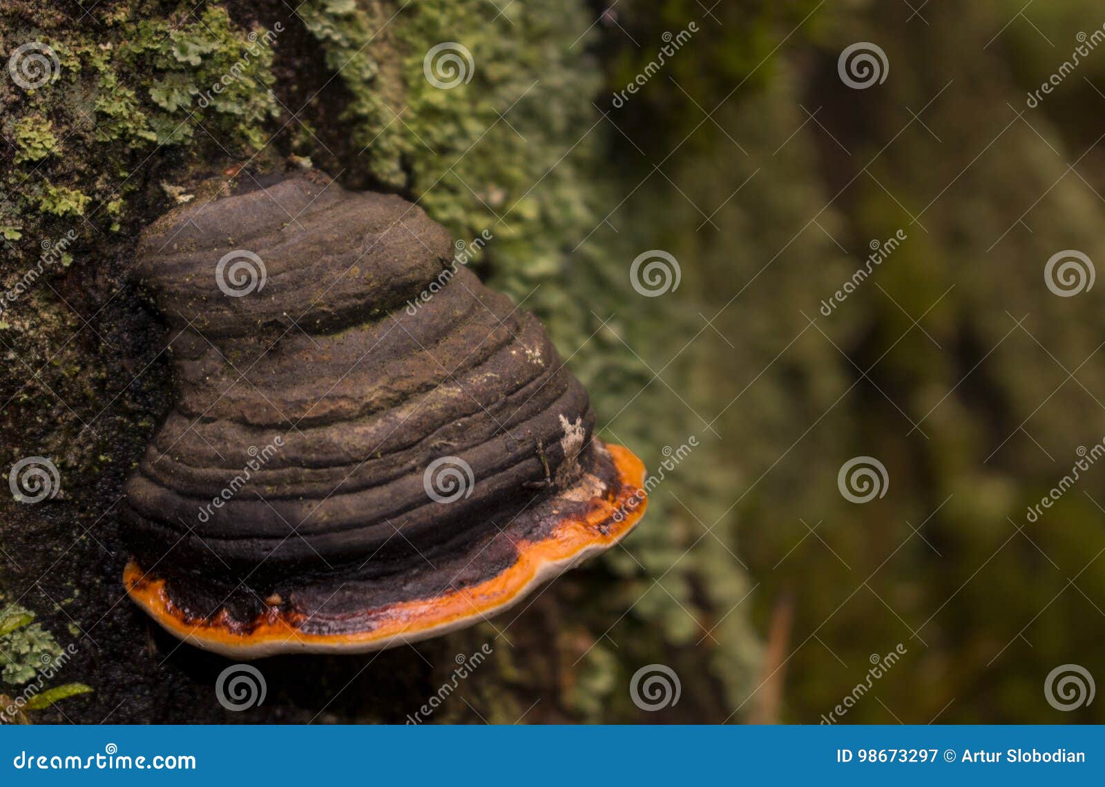 Chaga mushroom on the tree stock image. Image of colorful - 98673297
