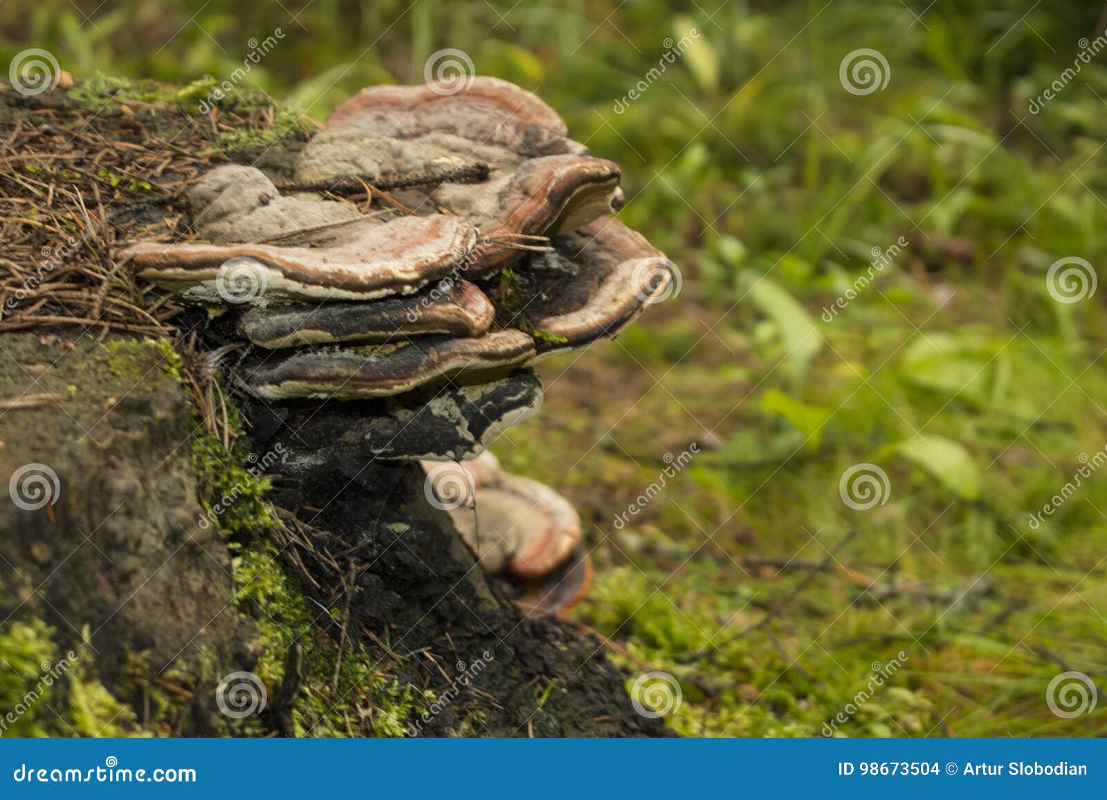 Chaga mushroom on the tree stock photo. Image of macro - 98673504