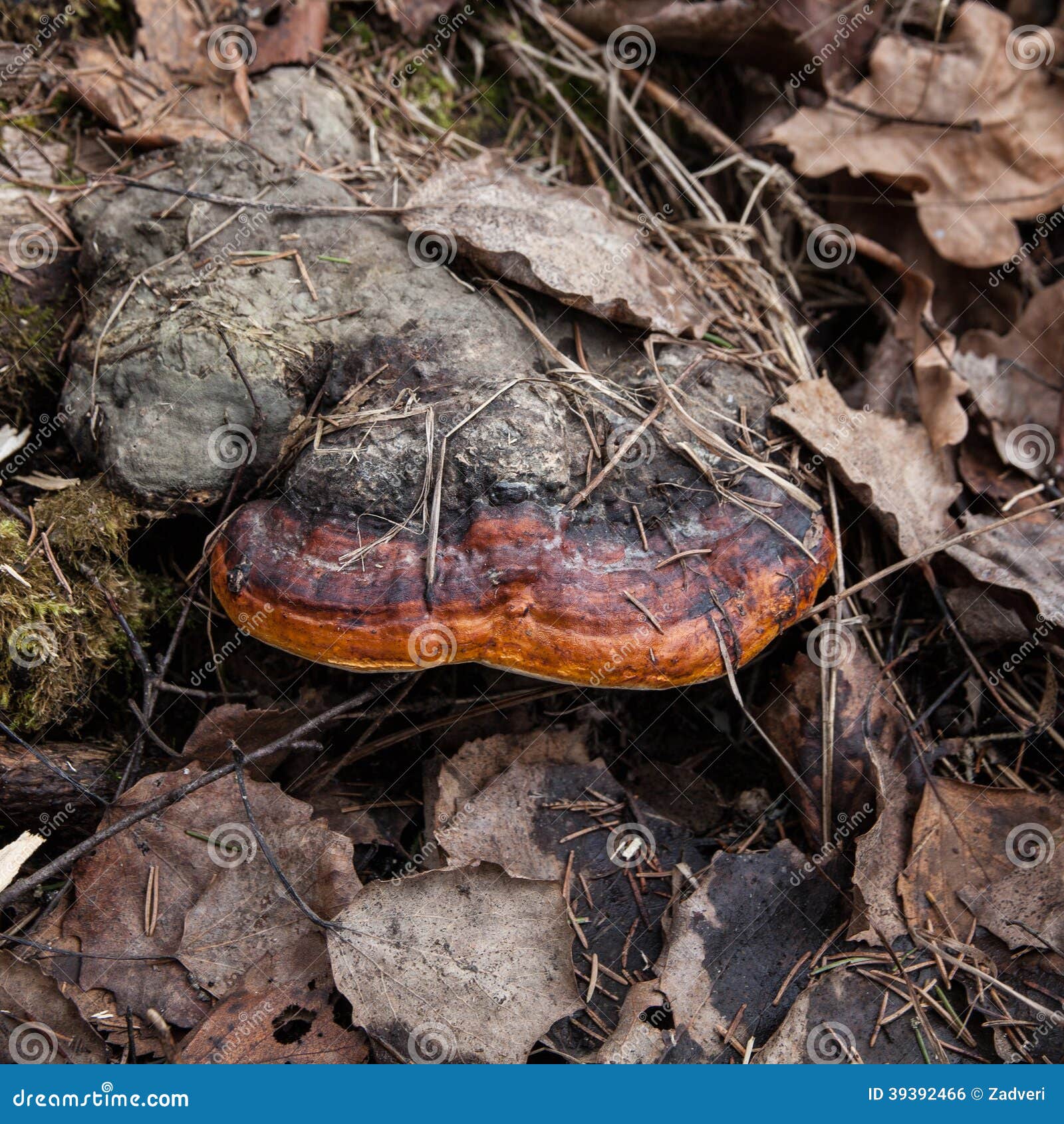 Chaga-Pilz im Wald stockfoto. Bild von biologie, baum - 39392466