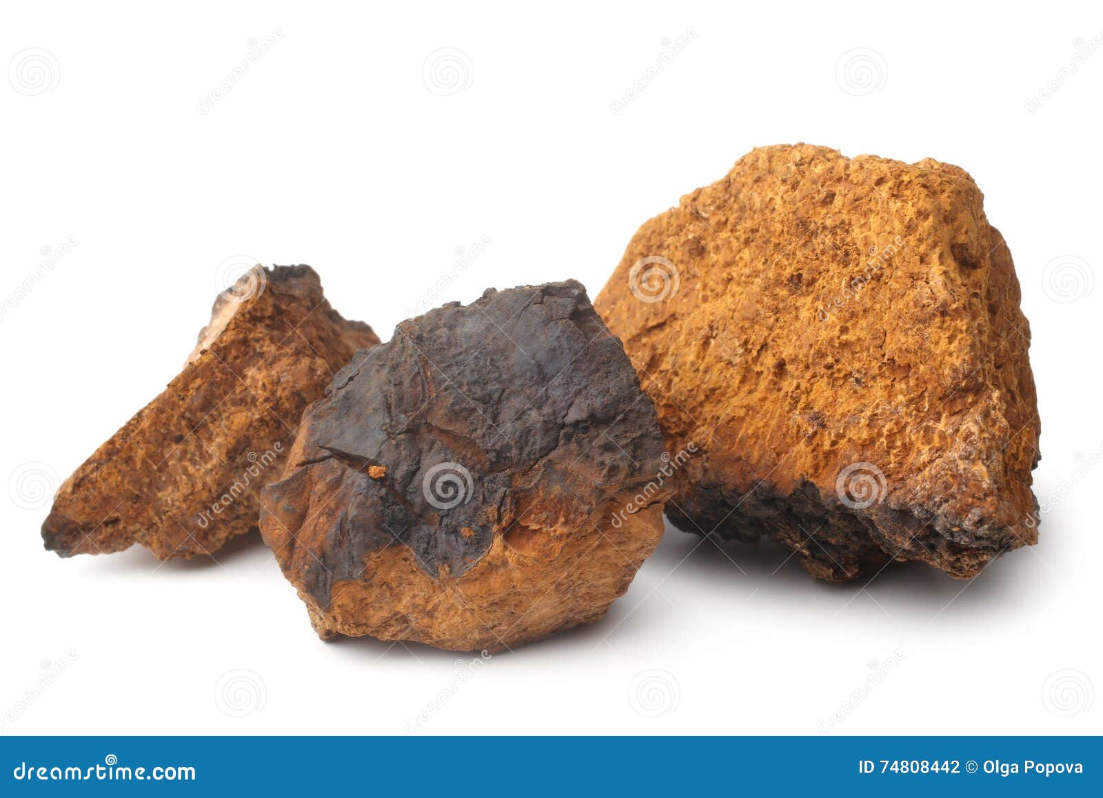 Chaga-Pilz Inonotus Obliquus Stockfoto - Bild von wachsen ...