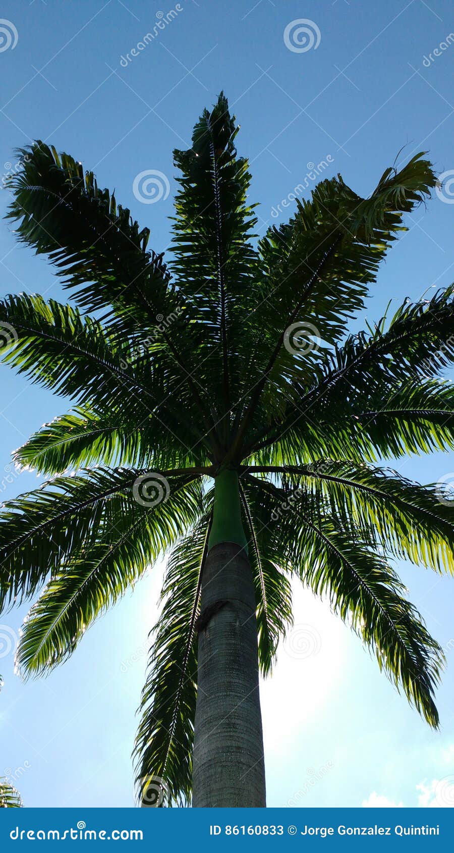 Chaguaramo stock image. Image of tree, chaguaramo, palm - 86160833