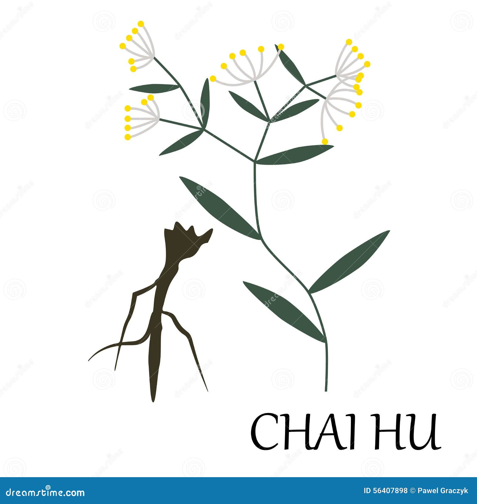 Chai hu herb stock vector. Illustration of nature, plant - 56407898