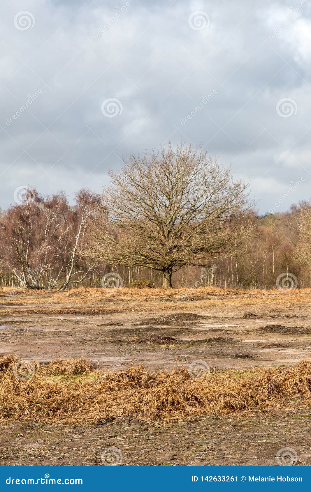 Chailey Common stock image. Image of brown, natural - 142633261