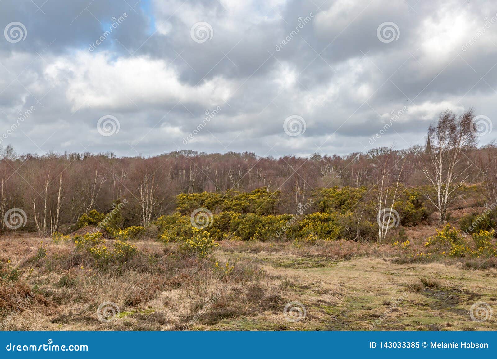 Chailey Common, Sussex stock image. Image of parkland - 143033385
