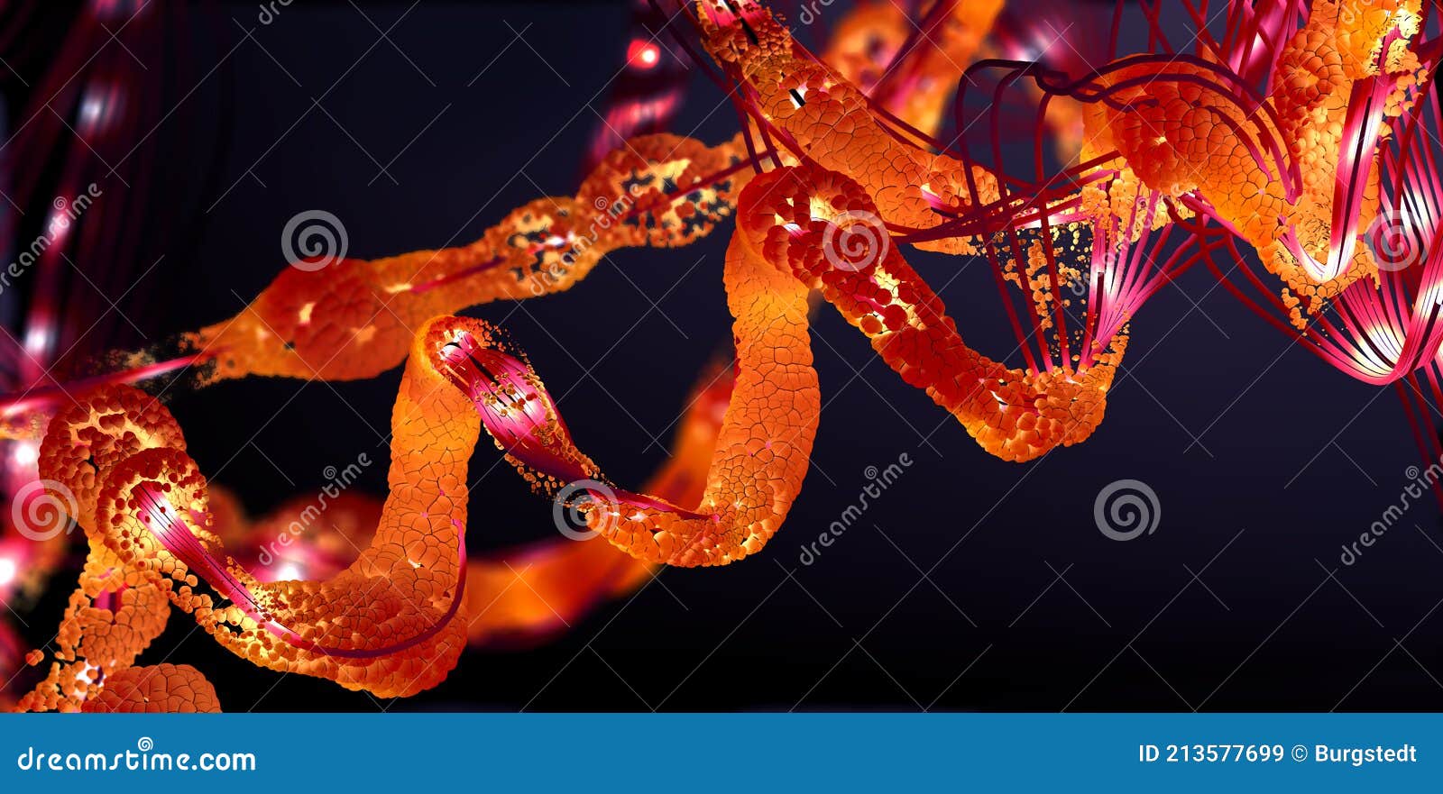 Chain Of Amino Acid Or Bio Molecules Called Protein Royalty-Free ...