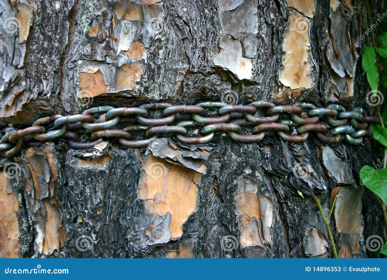 Chain Around Tree stock image. Image of chain, deep, rust - 14896353