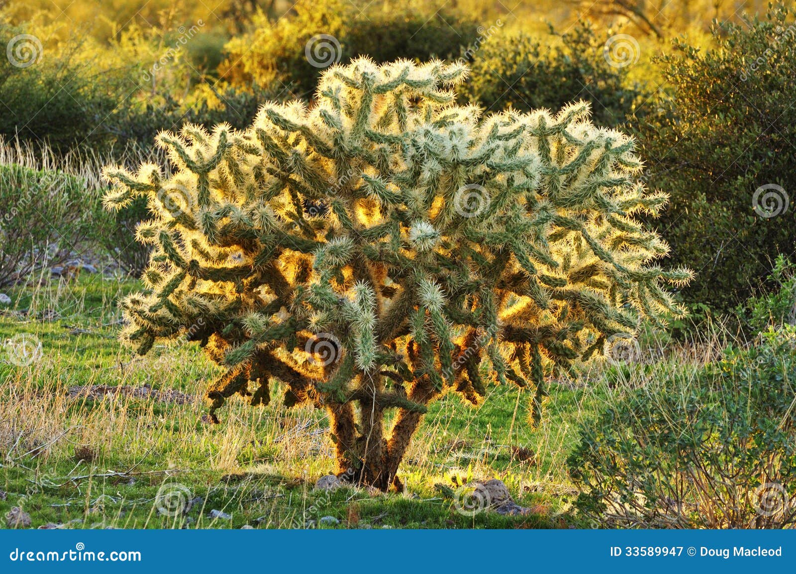 Chain Fruit Cholla stock image. Image of cholla, junction - 33589947
