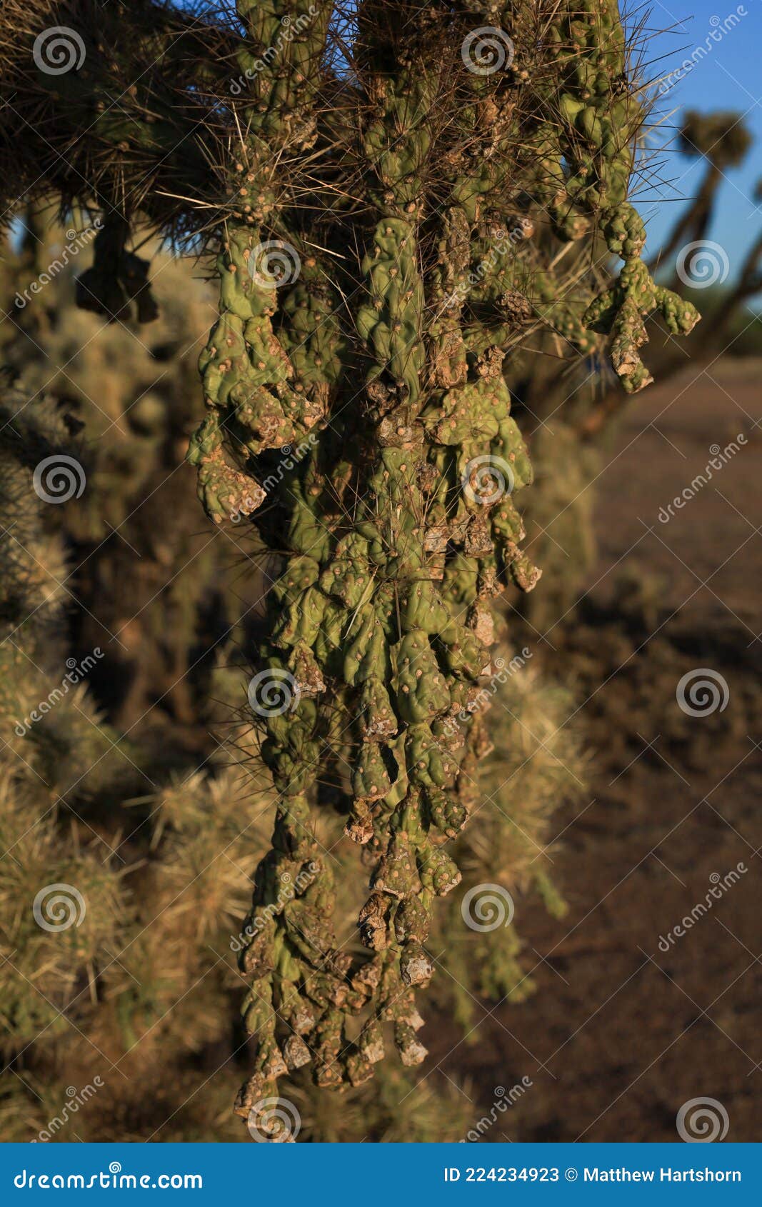 Chain Fruit Cholla Plant In Lost Dutchman State Park Royalty-Free Stock ...