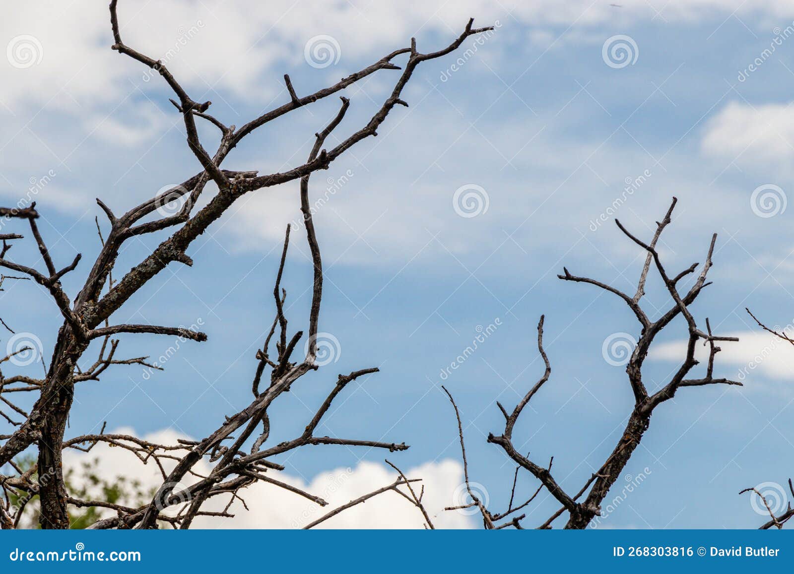 Chain Lakes Provincial Park, Alberta, Canada Stock Photo - Image of ...