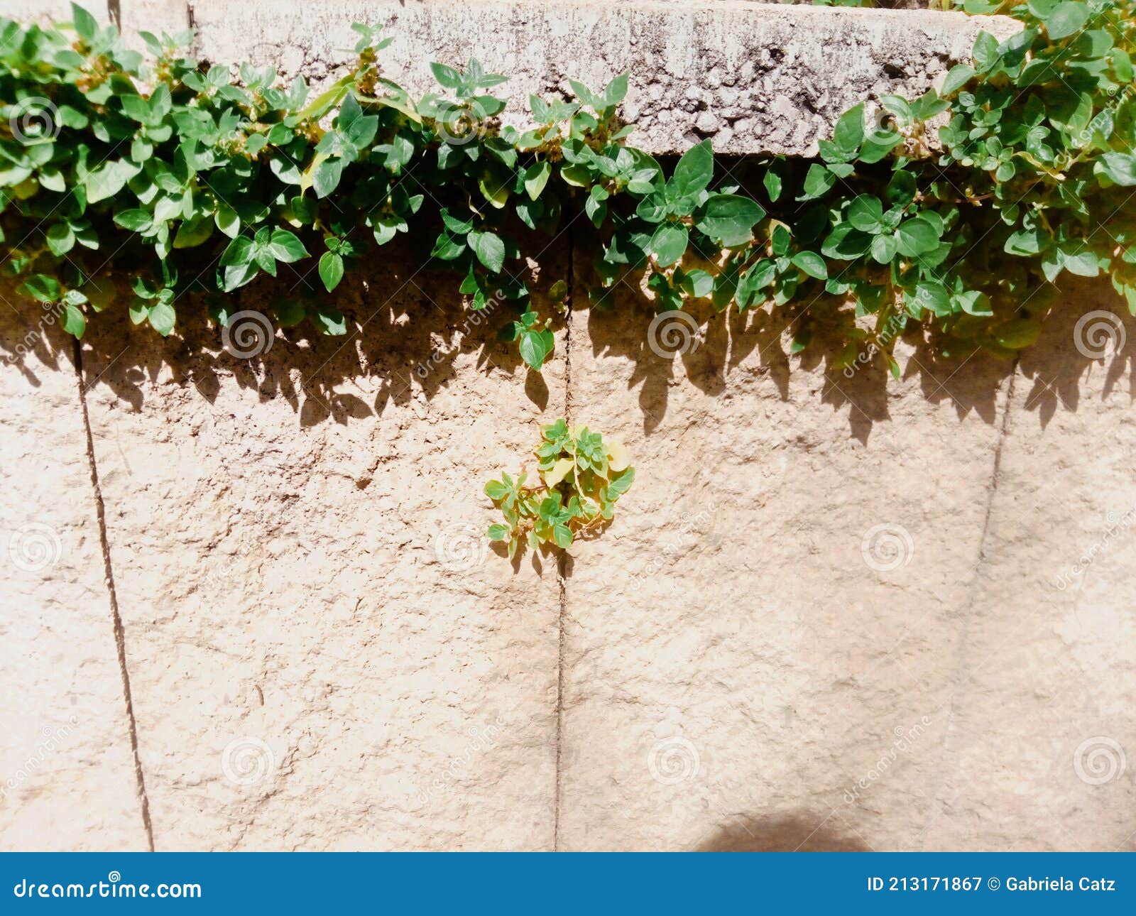 Chain of leaves stock image. Image of produce, hanging - 213171867