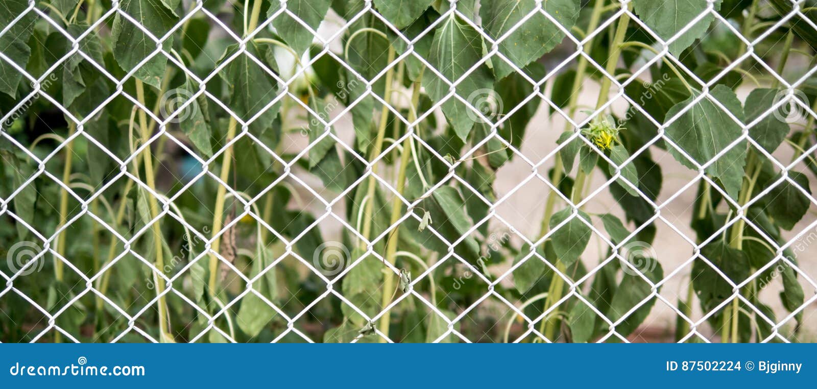 Chain Link Fence in Front of Trees Stock Photo - Image of trees, fence ...