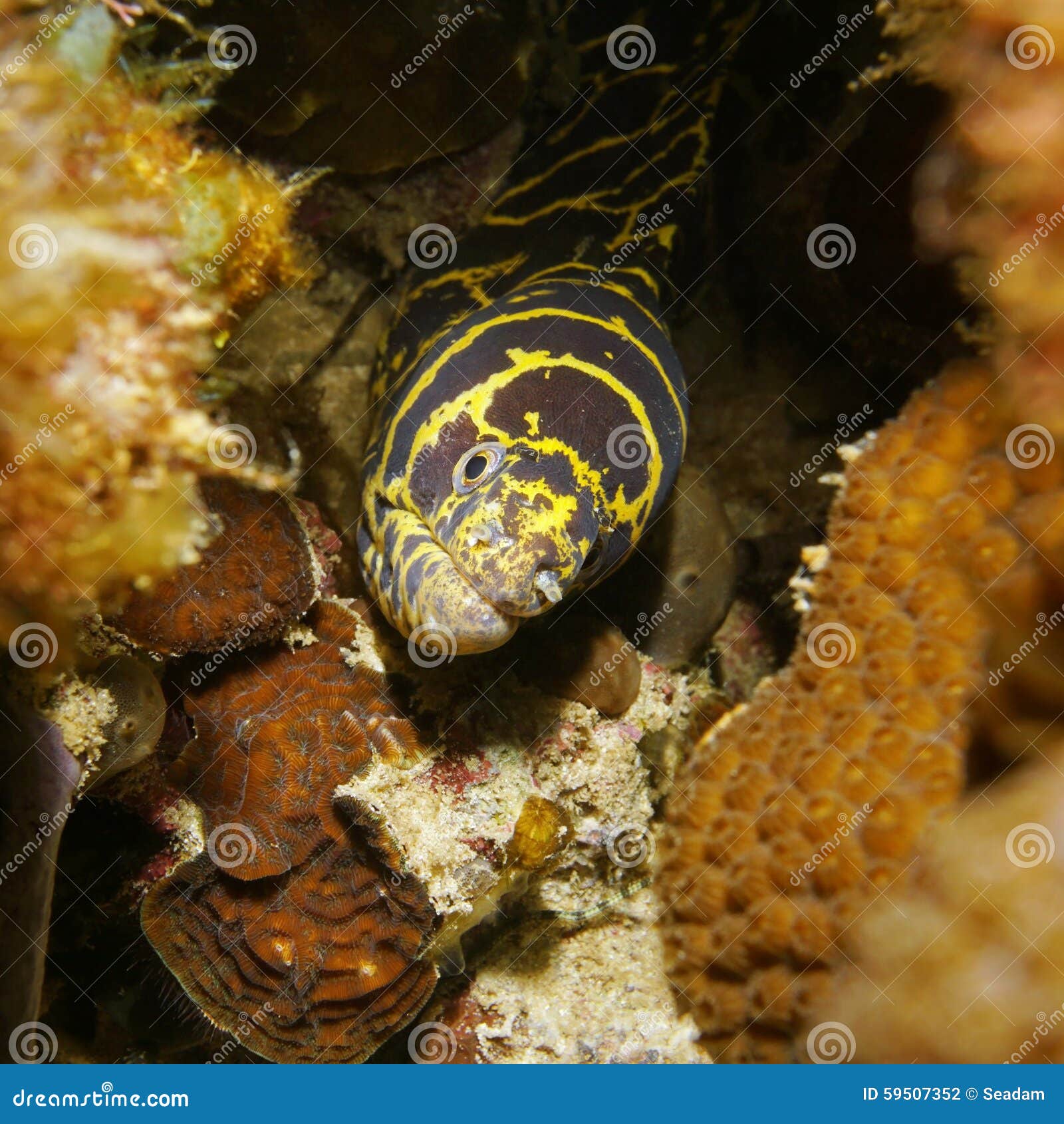 Chain Moray Eel Head Underwater Hidden in a Hole Stock Photo - Image of ...