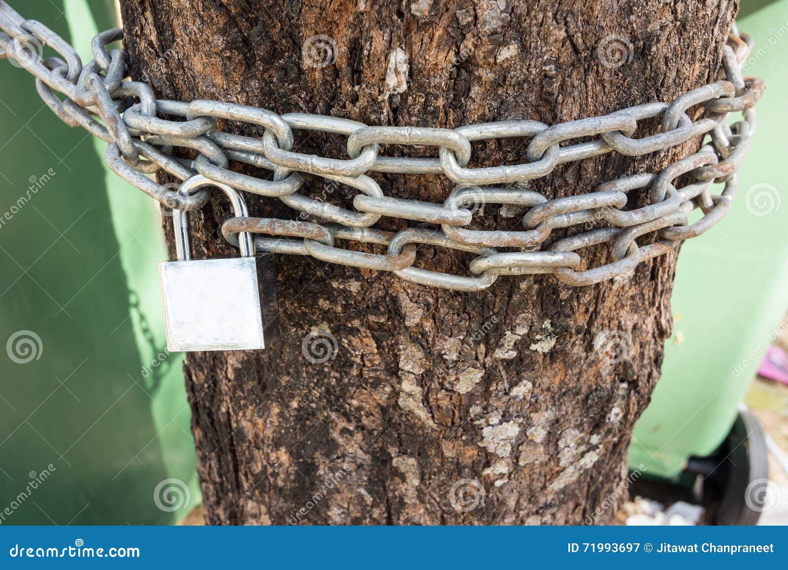 Chain and Padlock for Prevent People Cut Timber , Save Tree Con Stock ...