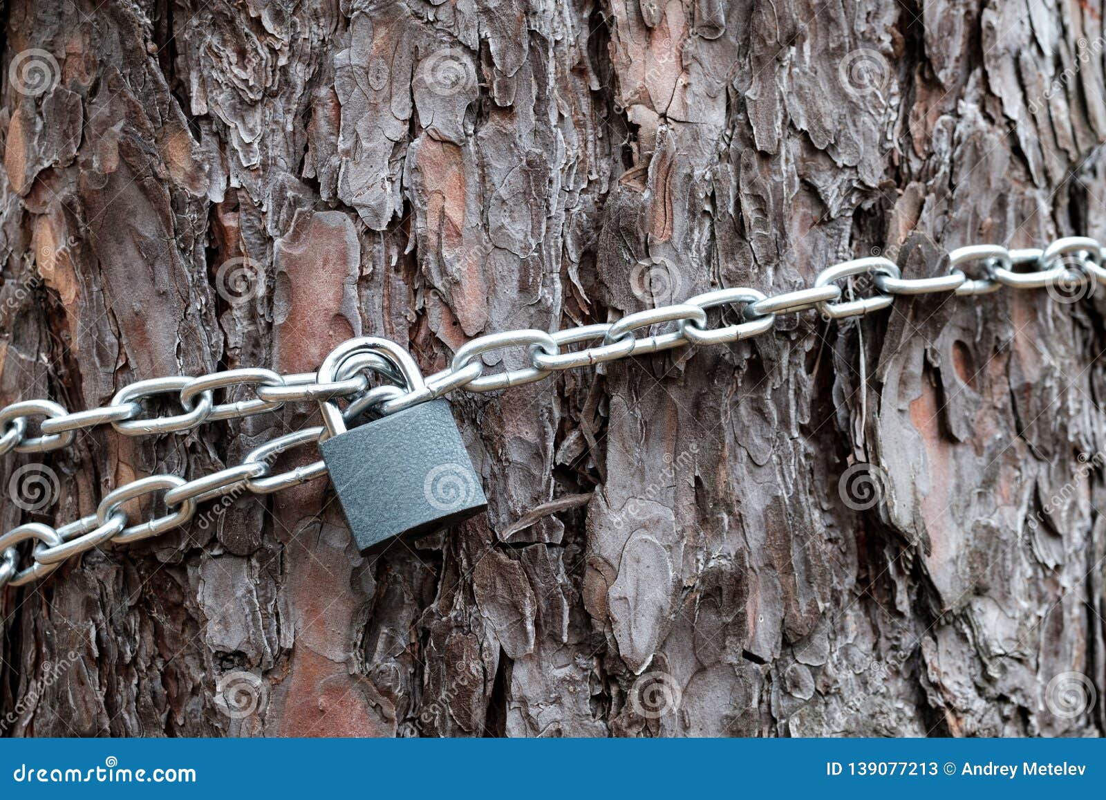 The Chain and Padlock on the Trunk of Pine, the Chain Wraps Around the ...