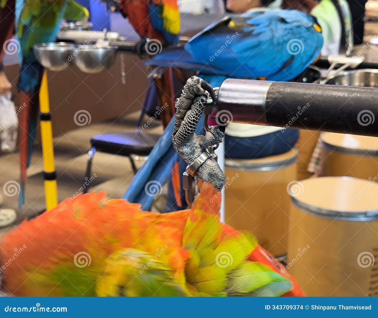 A Chain for Parrot on His Leg Stock Photo - Image of colours, exotic ...