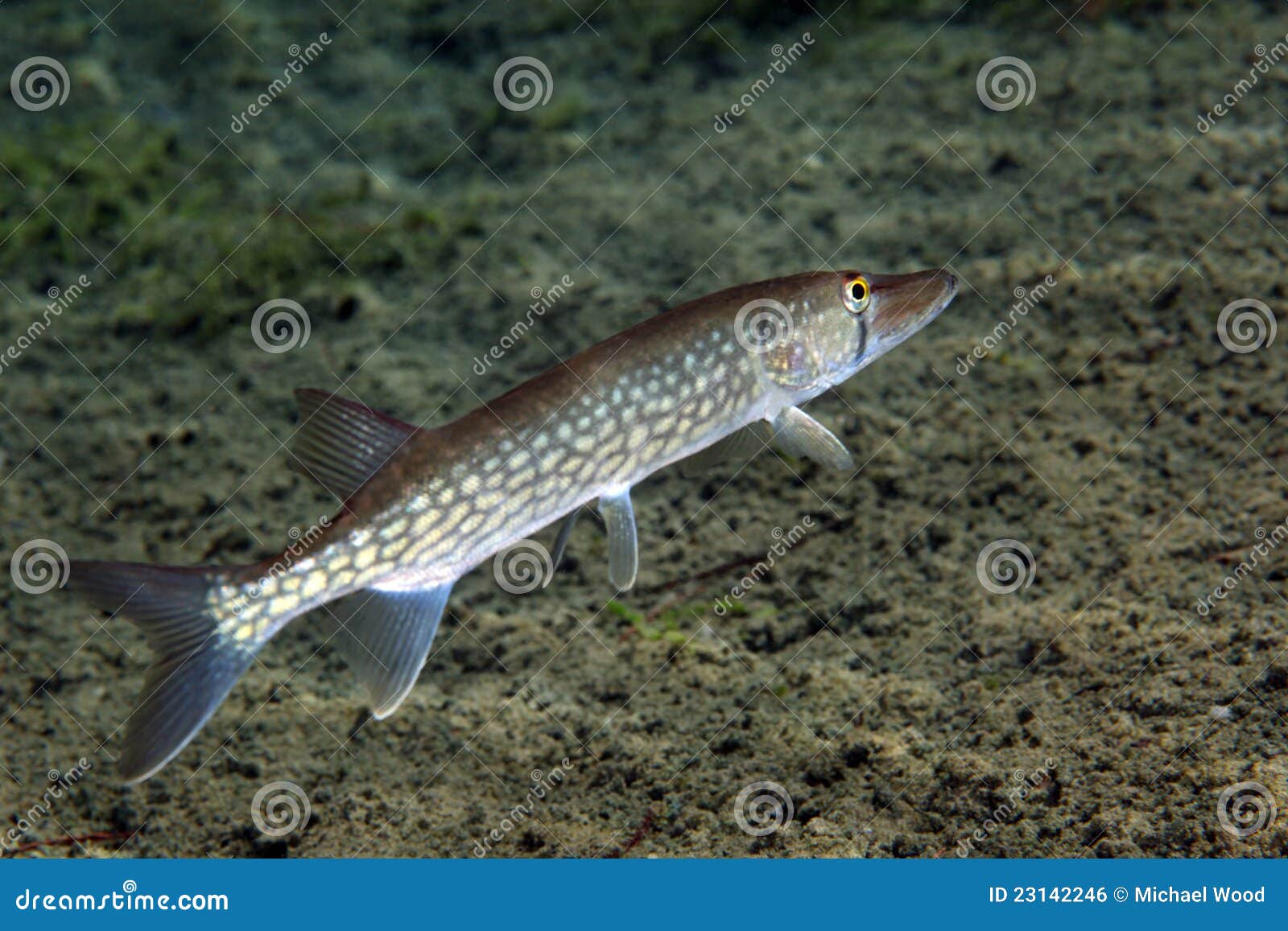 Chain Pickerel - Profile stock photo. Image of marine - 23142246