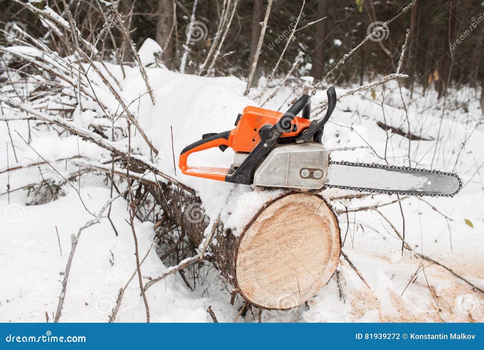 Chain Saw on Pine Stump the Fallen Tree in Winter Stock Photo - Image ...
