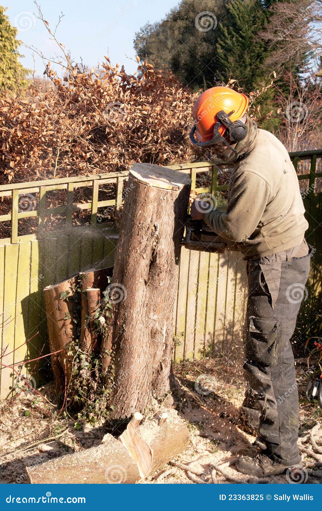 Chain-sawing a Slice of Tree Trunk Stock Image - Image of goggles, tree ...