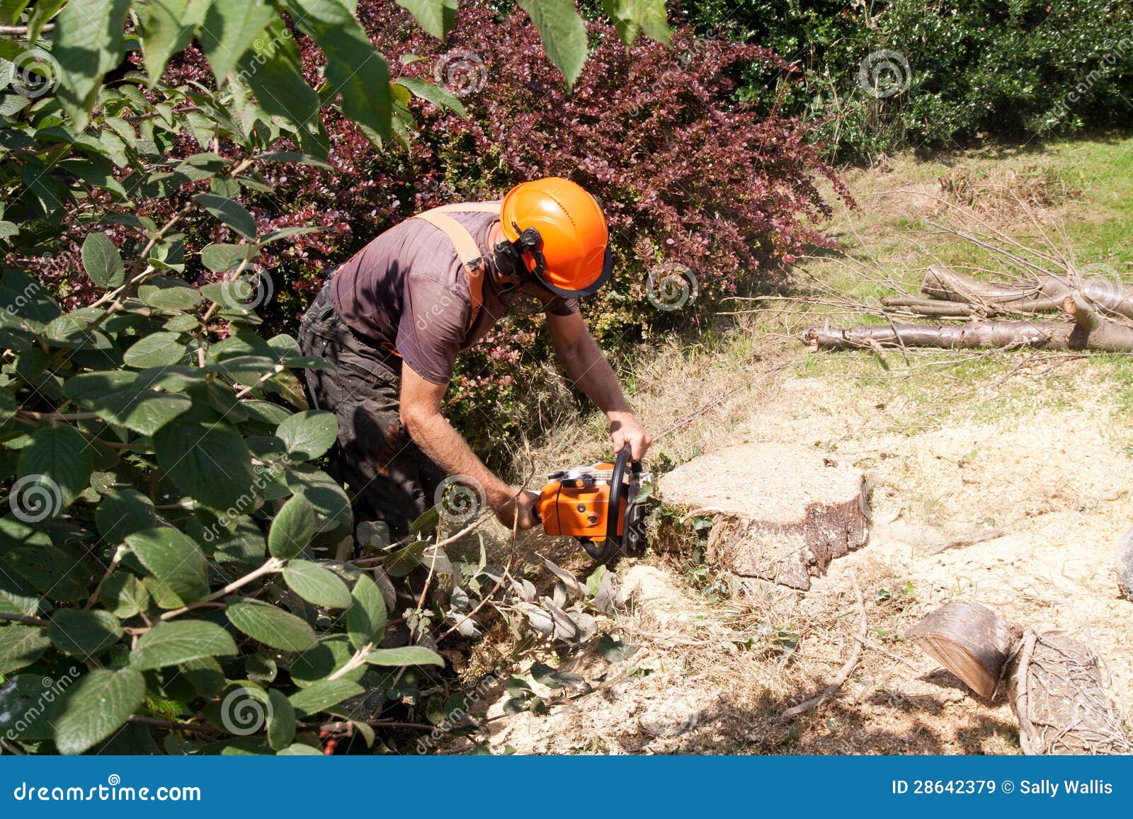 Chain sawing tree trunk stock image. Image of sawing - 28642379
