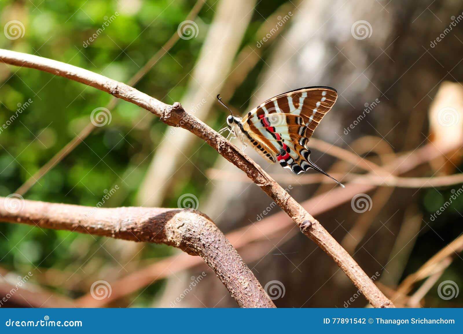 The Chain Swordtail Butterflies. Stock Photo - Image of lepidoptera ...