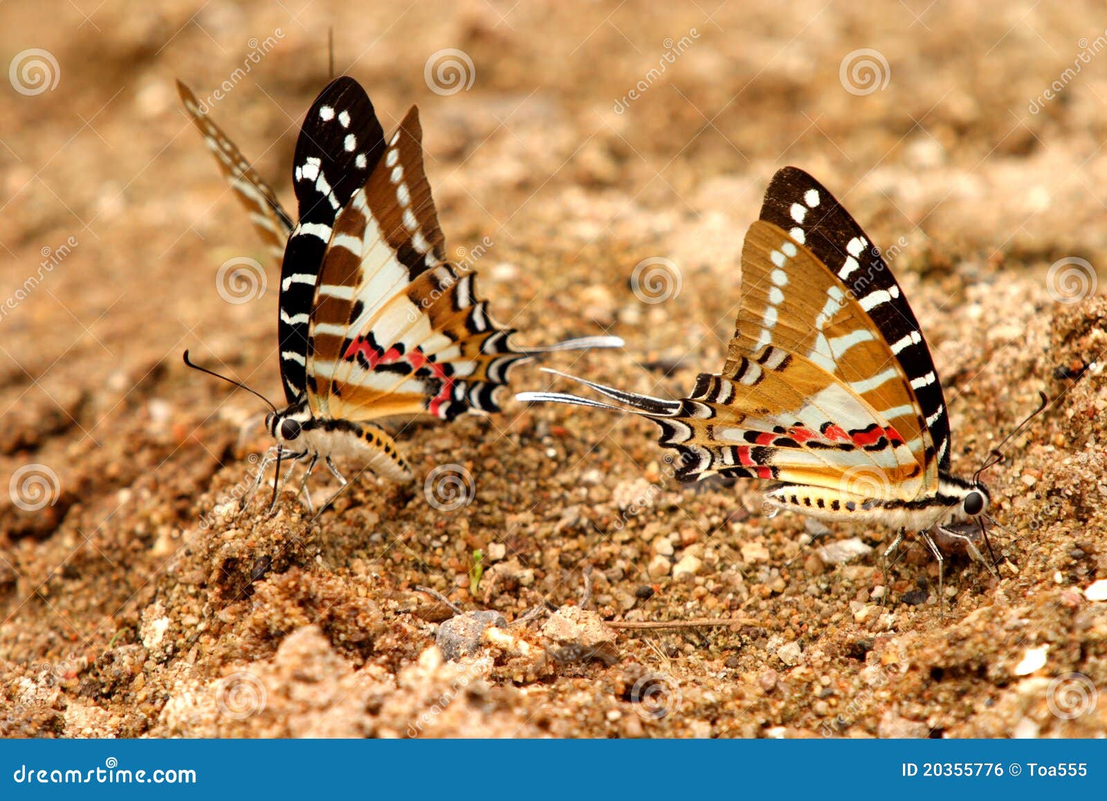 Chain swordtail butterfly stock photo. Image of nature - 20355776