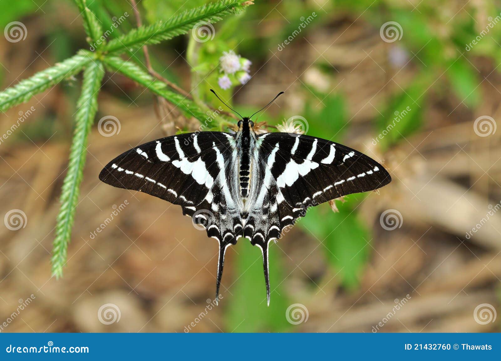 Chain Swordtail butterfly stock photo. Image of chain - 21432760