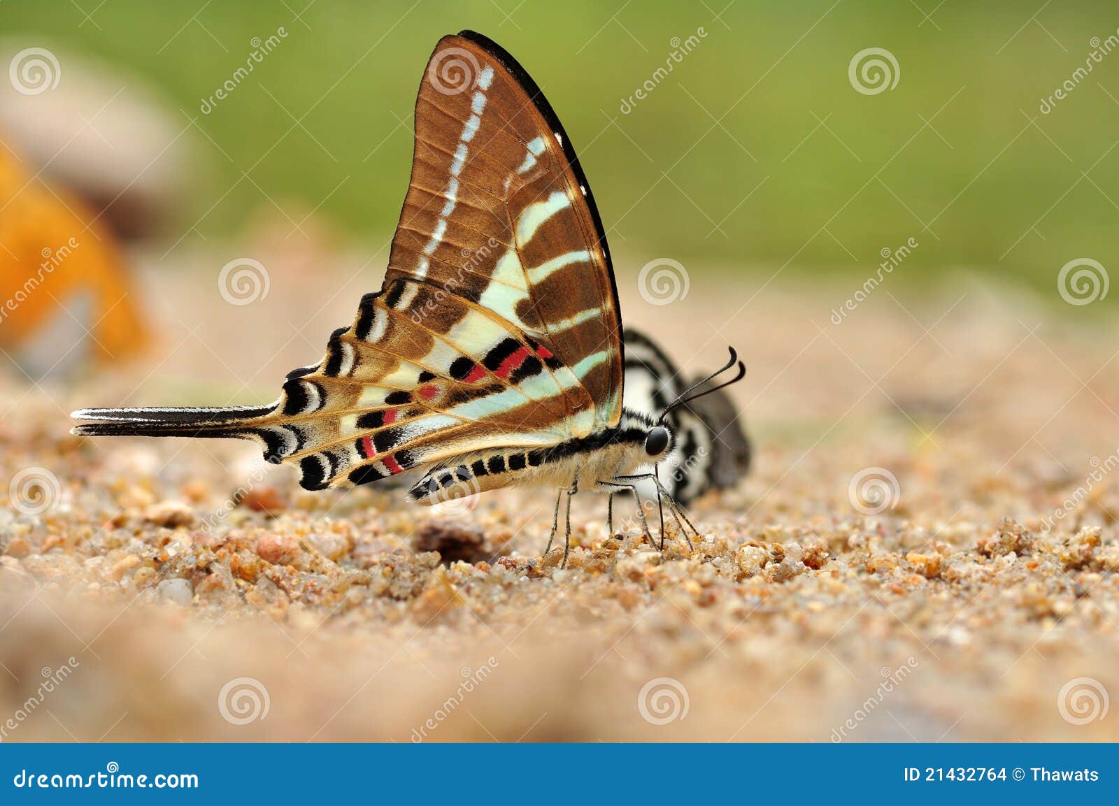Chain Swordtail butterfly stock photo. Image of swordtail - 21432764