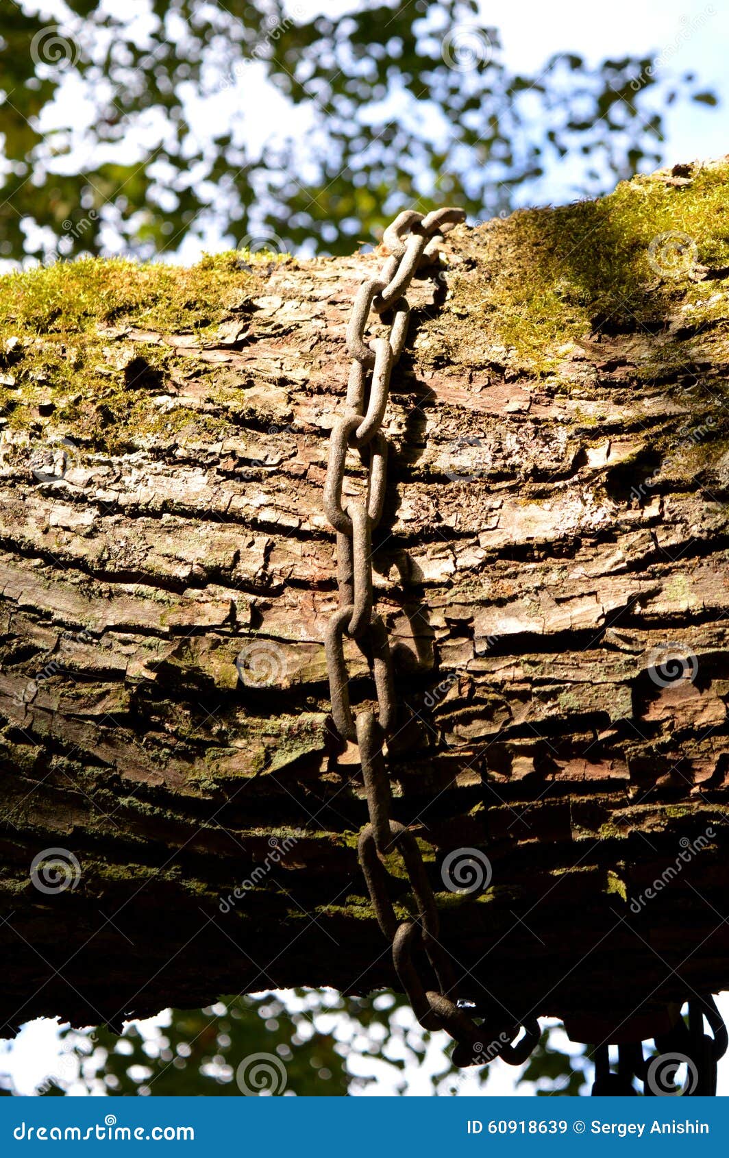 Chain tree stock image. Image of tree, landscape, chain - 60918639