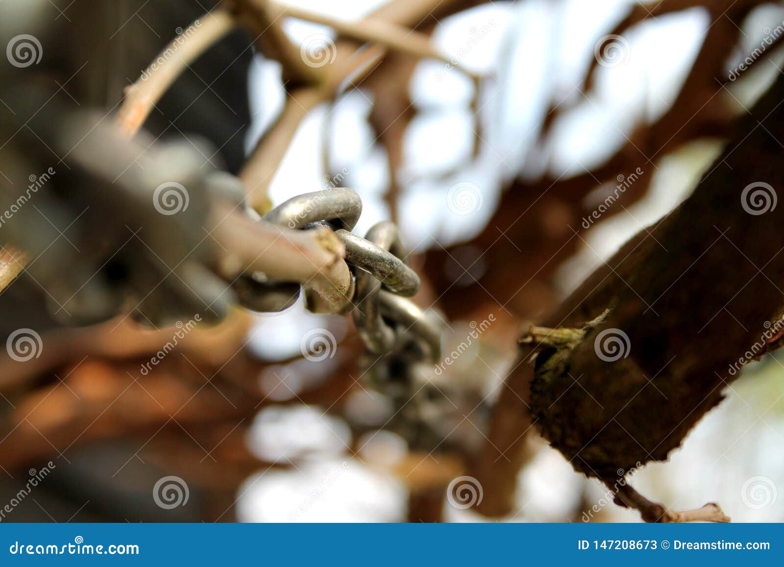 Chain in tree stock image. Image of small, texture, leaf - 147208673