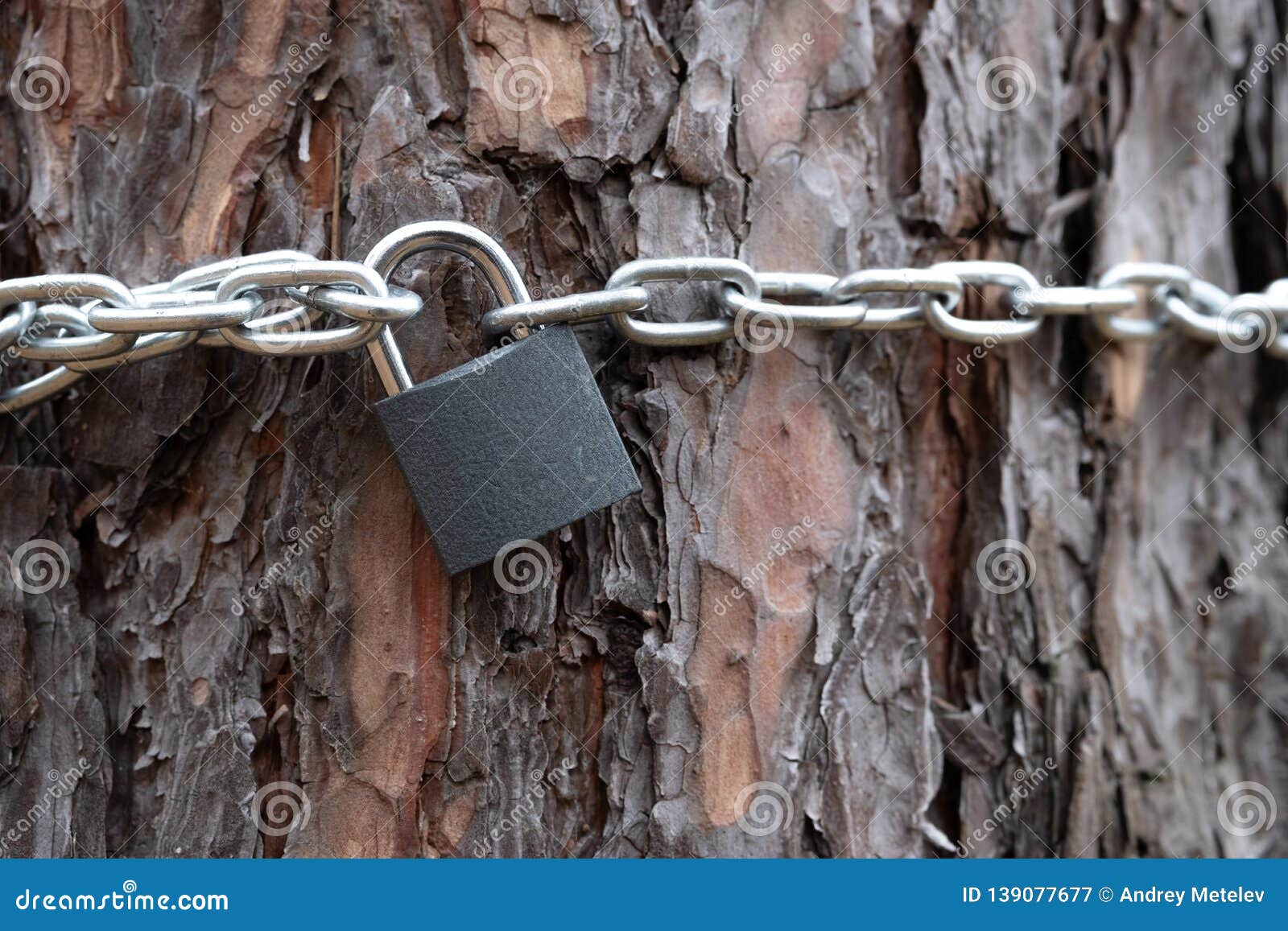The Chain Wrapped Around the Pine Tree and the Padlock on the Large ...