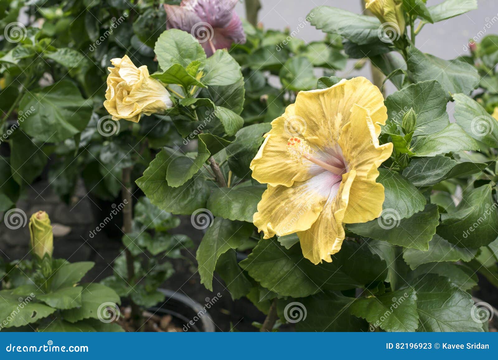 Chaina Rose,hibiscus Flower Stock Image - Image of hibiscus, flower ...