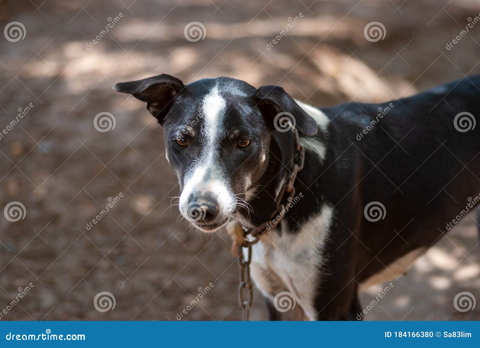 Wadi Dog stock photo. Image of canine, abuse, sitting - 184166380