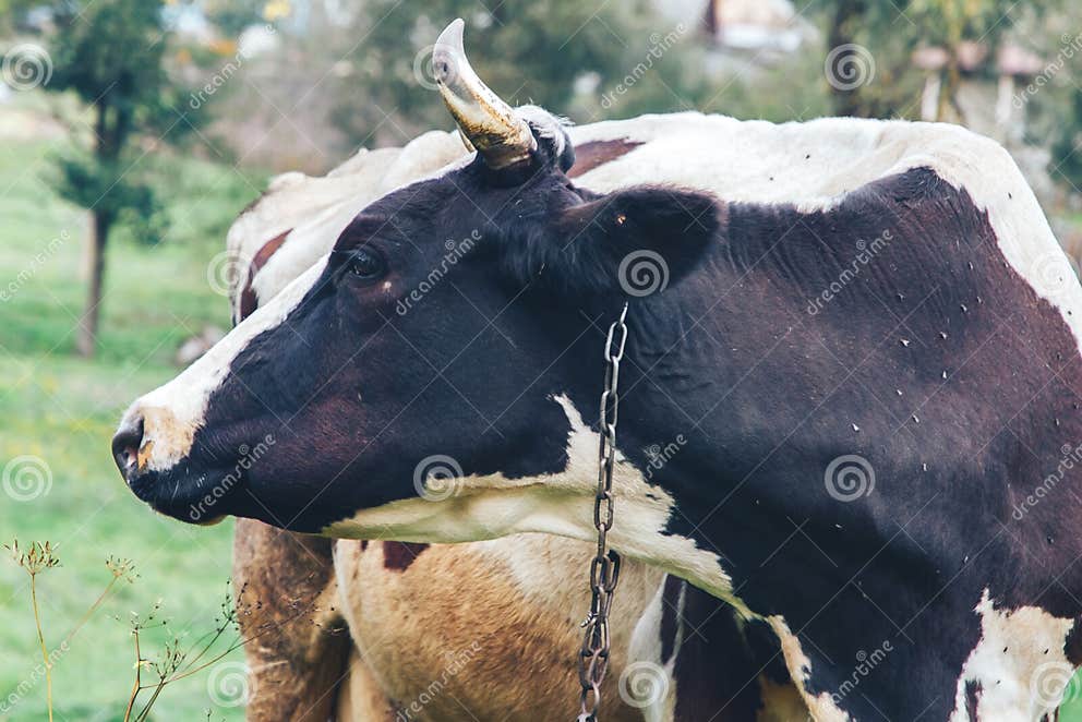 A Cow with a Chain Around Its Neck is Standing on the Grass in the Park ...
