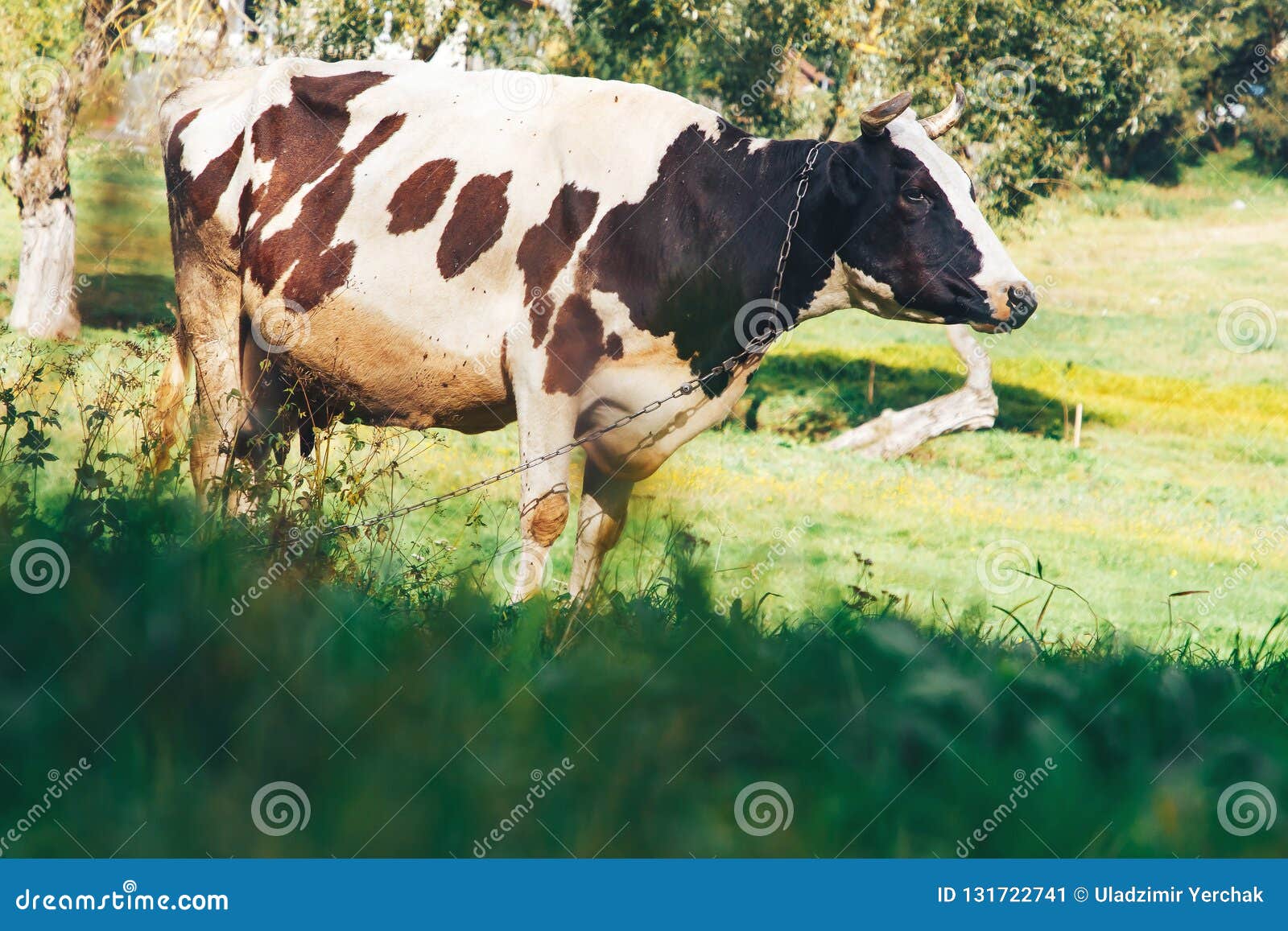 A Cow with a Chain Around Its Neck is Standing on the Grass in the Park ...