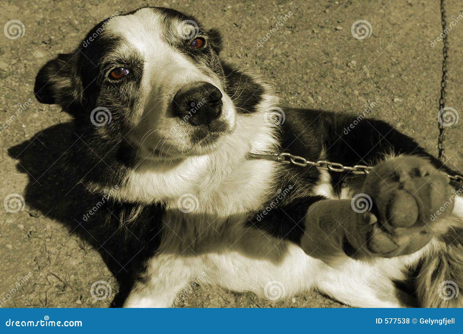 Chained dog stock photo. Image of bound, animal, chains - 577538