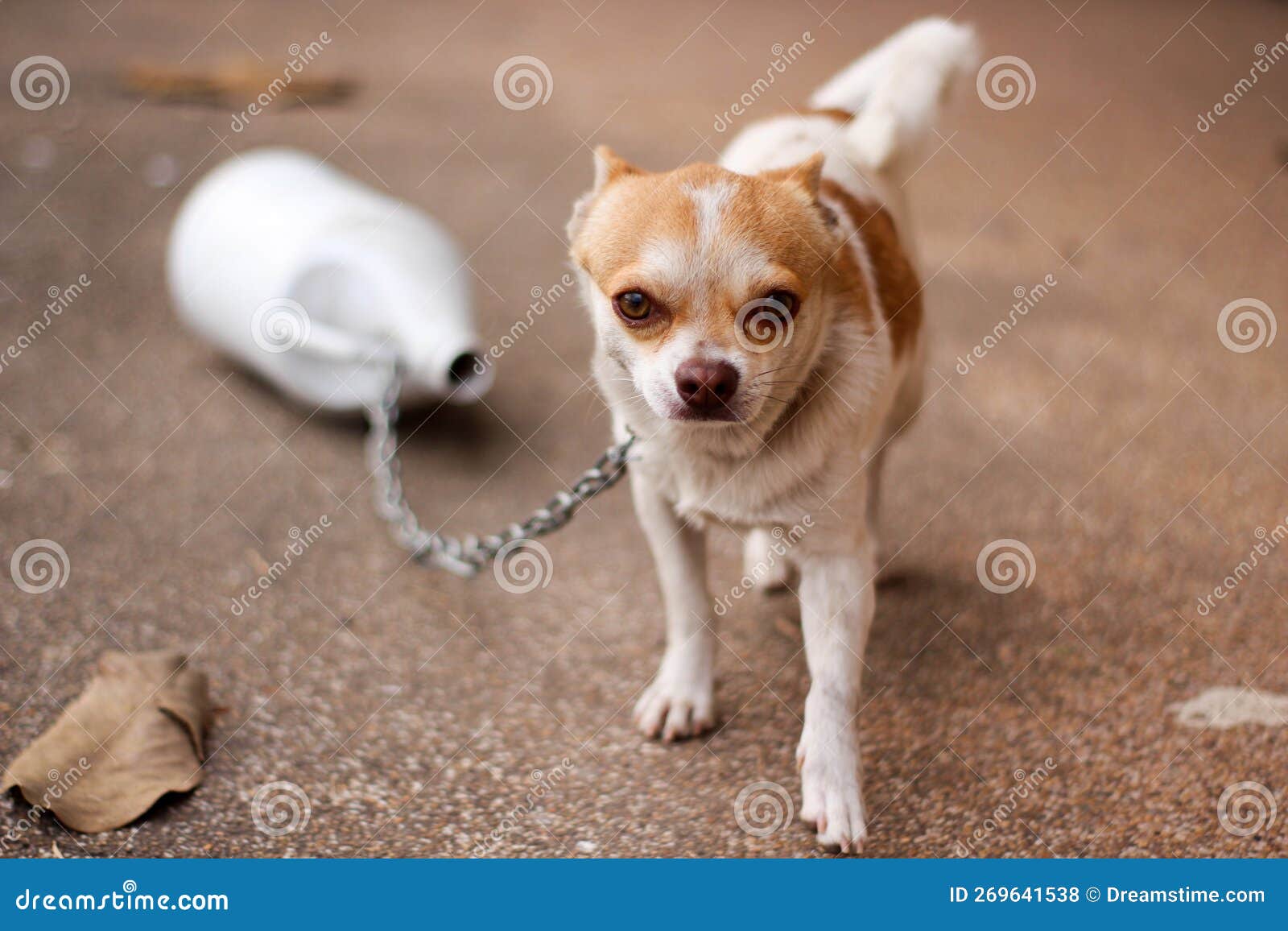 Chained Dog Depressed and Losing Freedom Stock Photo - Image of ...