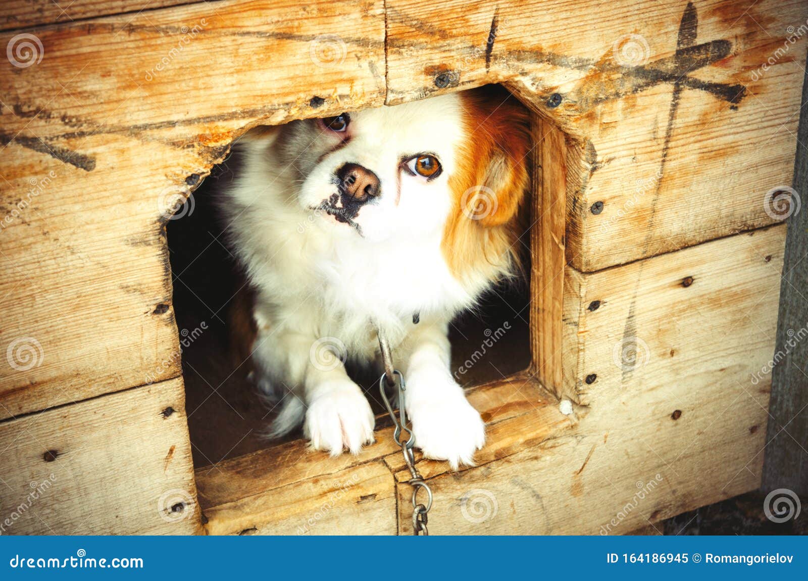 Chained dog stock image. Image of alone, canine, farm - 164186945