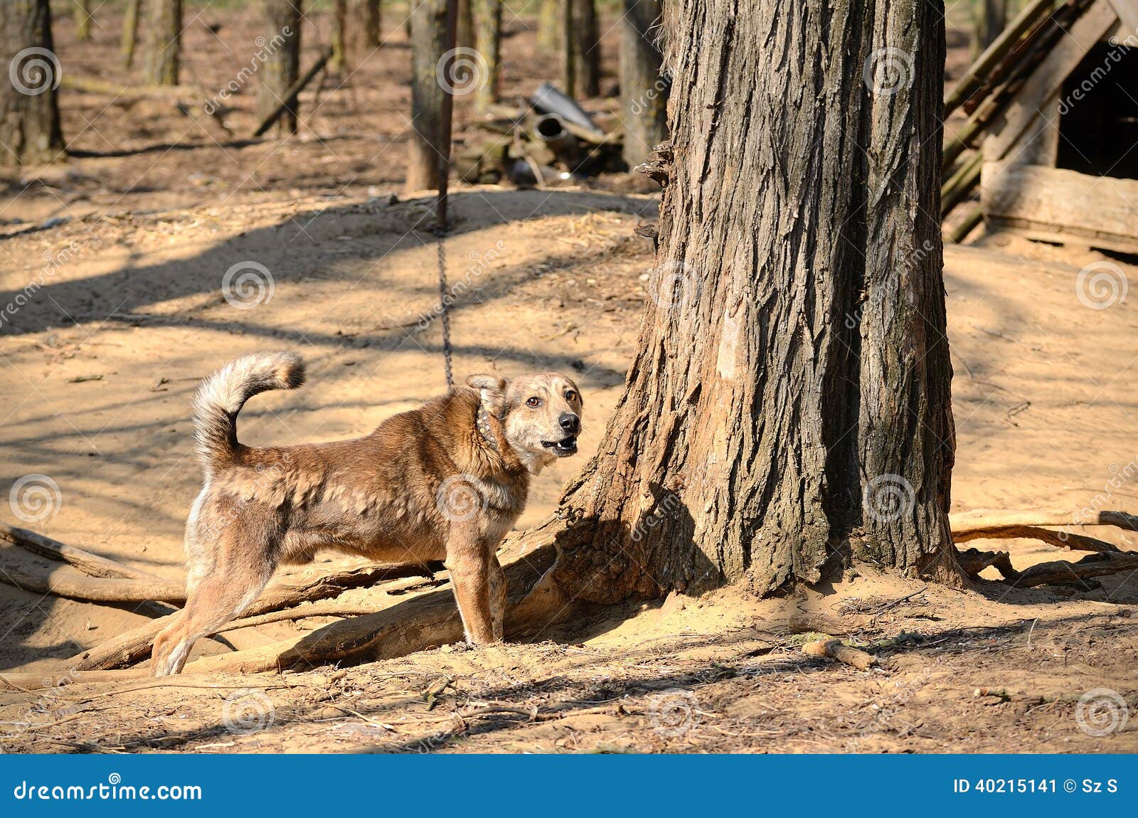 Chained dog stock image. Image of wild, animal, outdoor - 40215141