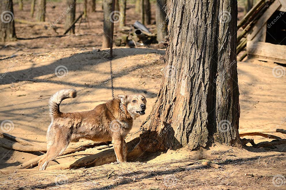 Chained dog stock image. Image of wild, animal, outdoor - 40215141