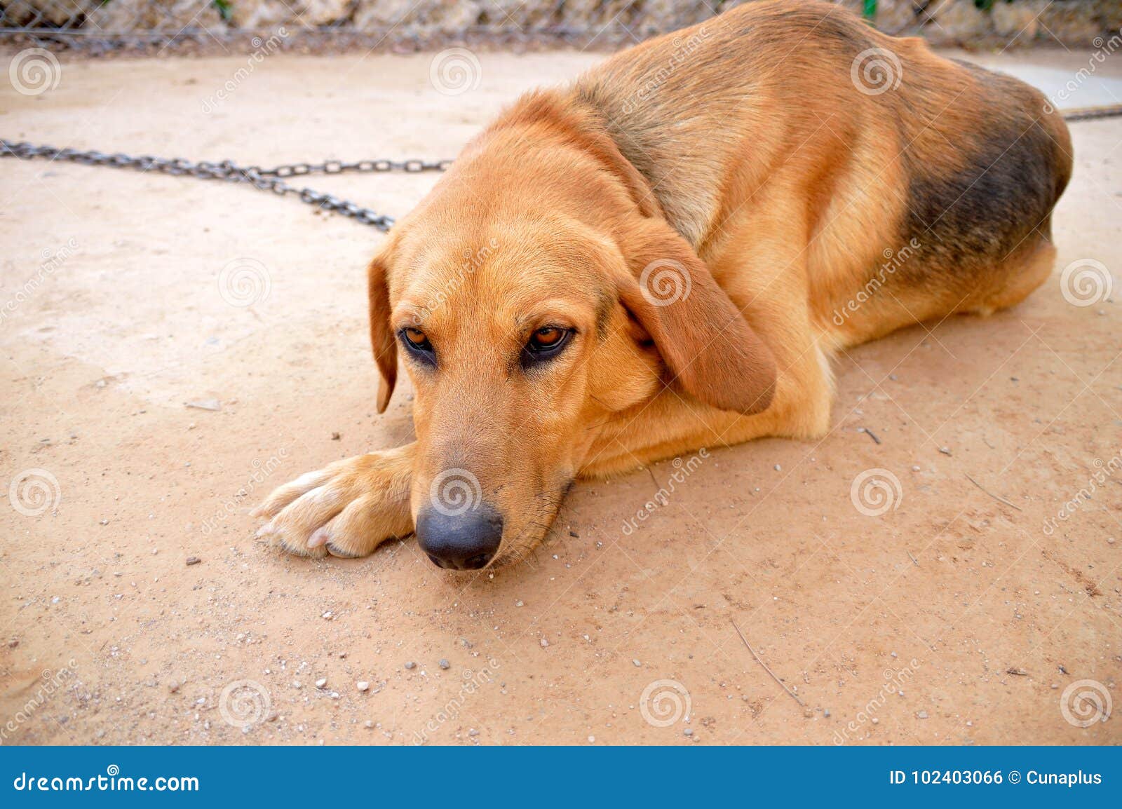 Sad dog chained stock photo. Image of brown, abuse, boring - 102403066
