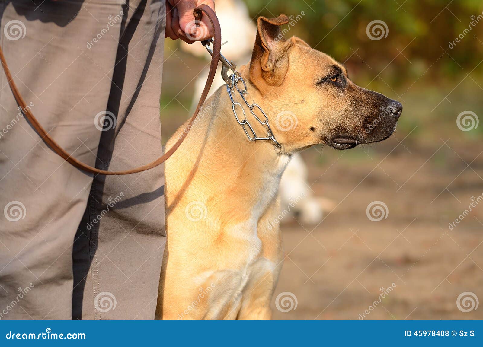 Chained dog with owner stock photo. Image of cont, portrait - 45978408