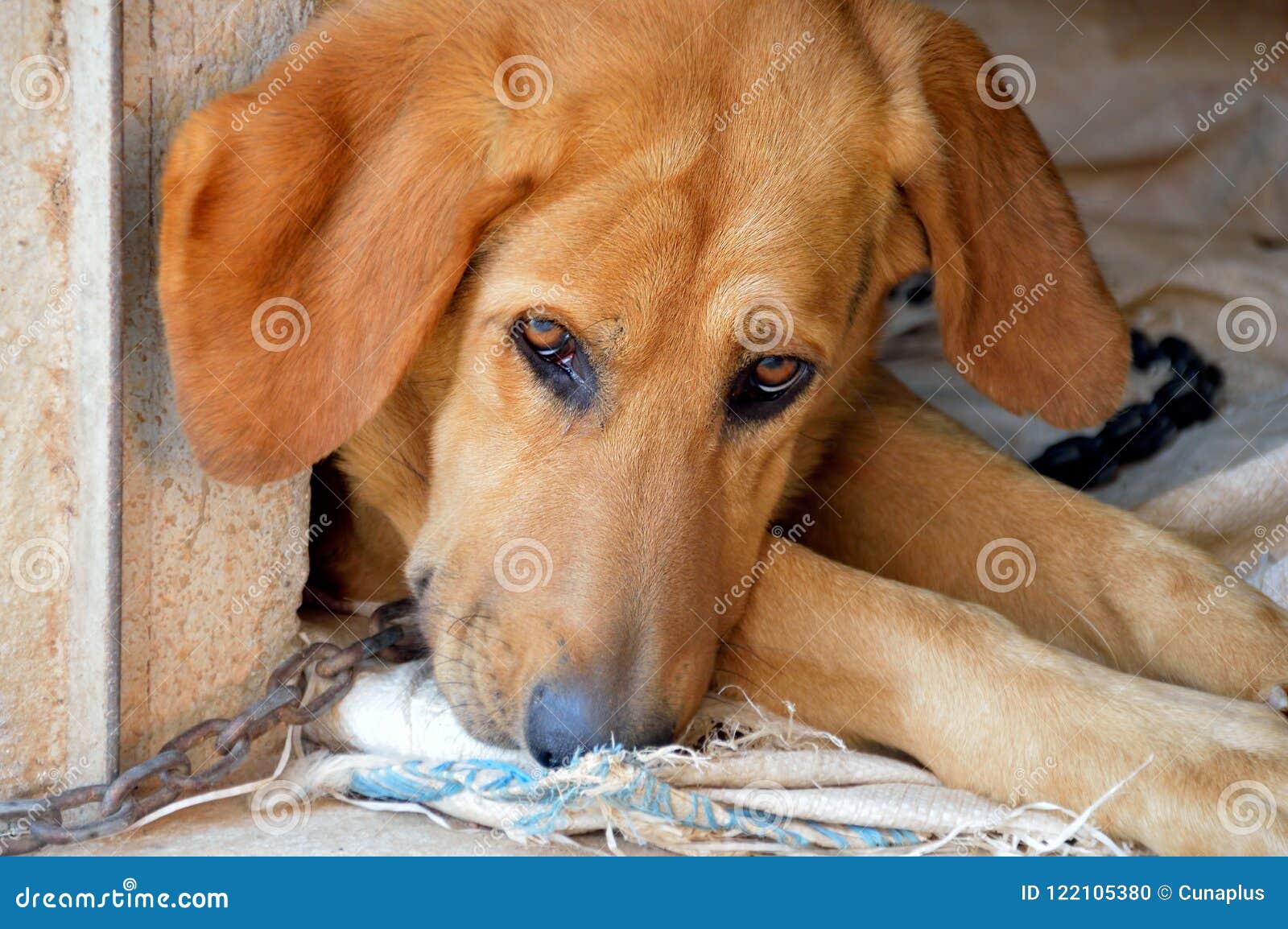 Chained dog with padlock stock photo. Image of laying - 122105380