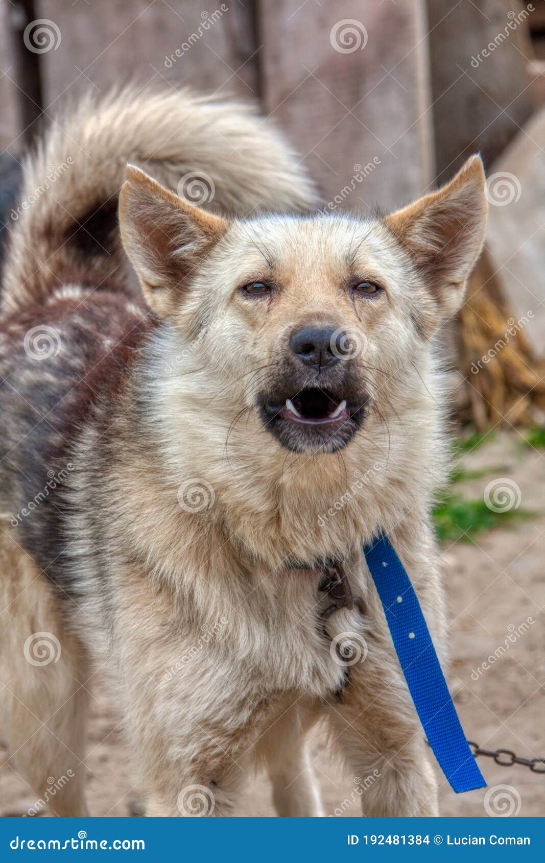 Chained dog stock photo. Image of mammal, countryside - 192481384