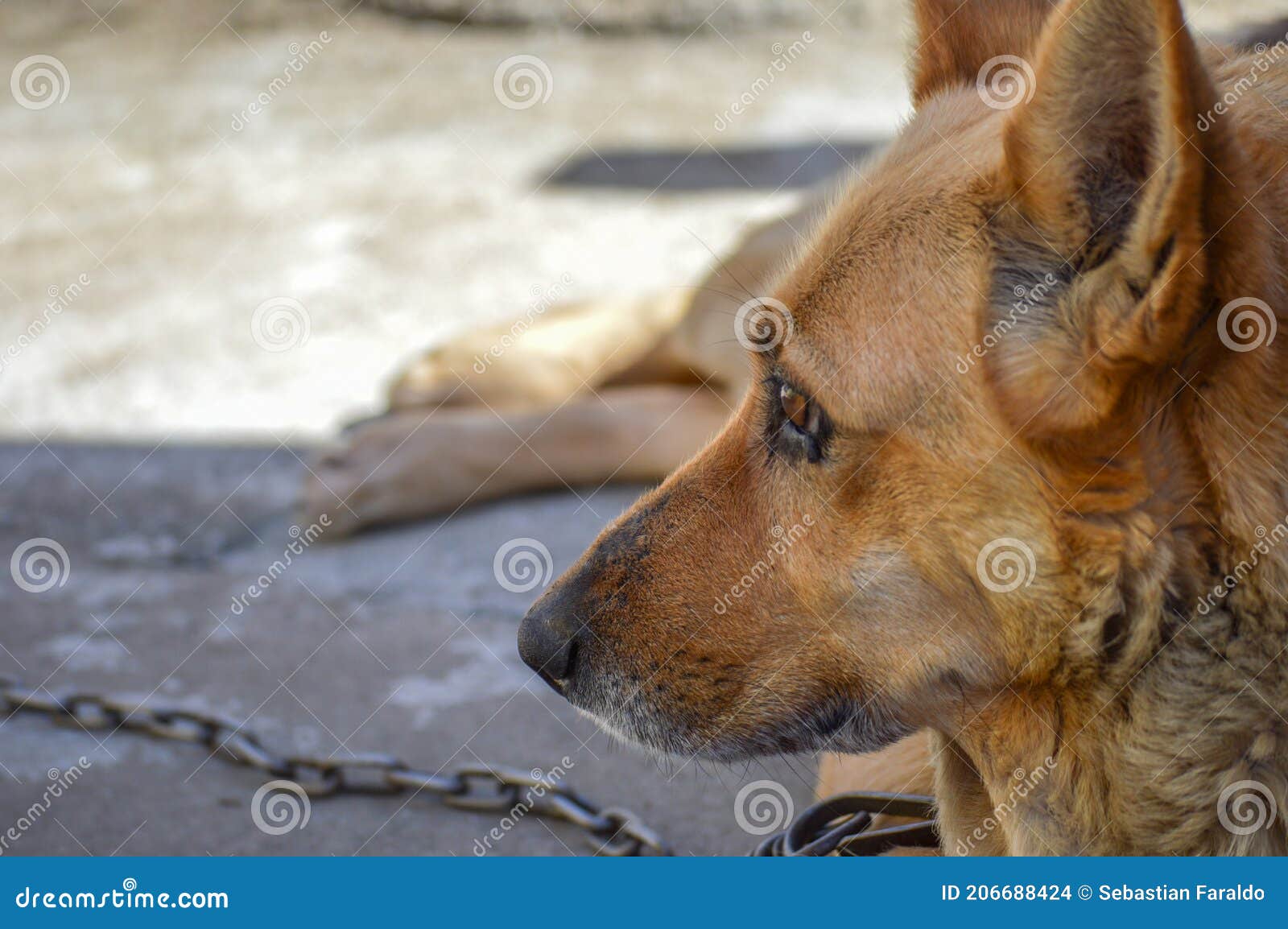 Chained Dog Resting in the Backyard of a House Stock Photo - Image of ...