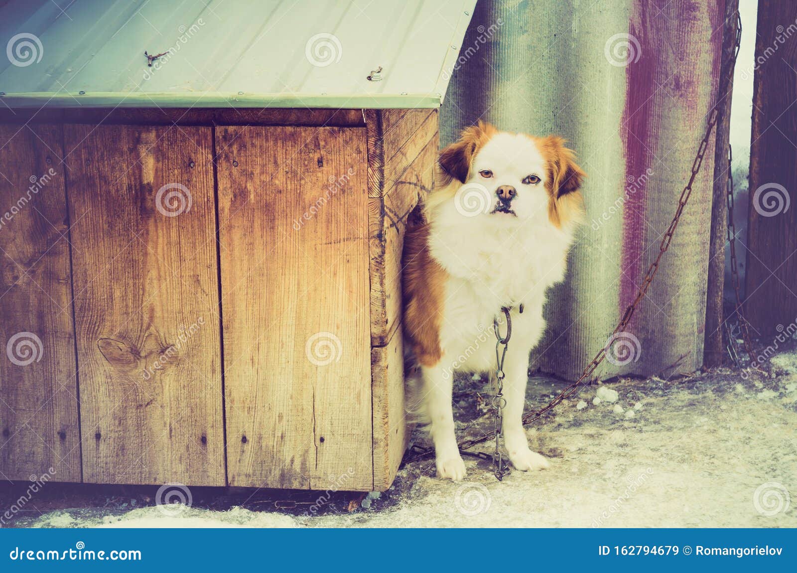 Chained dog stock image. Image of friendly, look, farm - 162794679